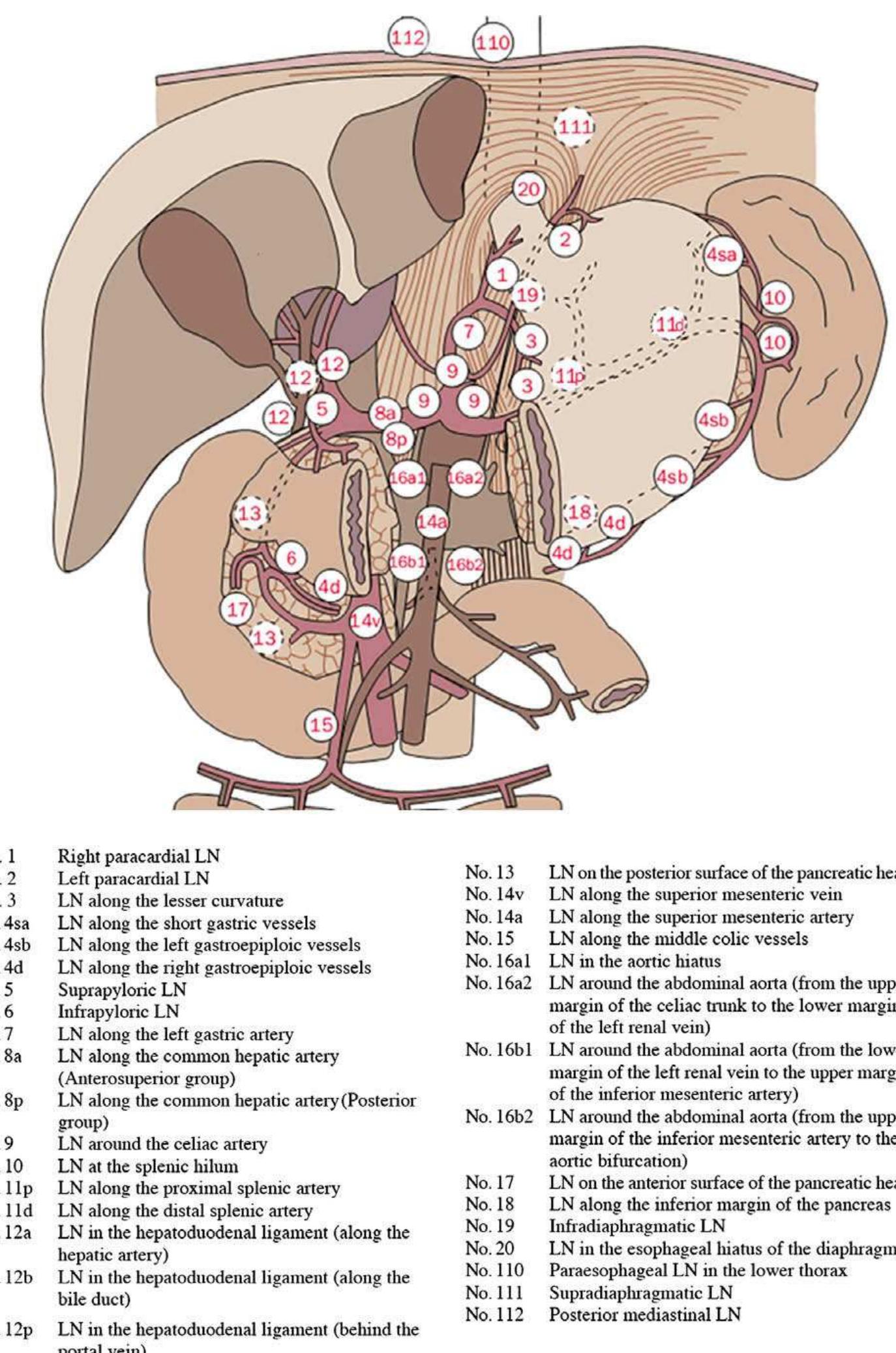 The classification of the lymph node stations of the stomach