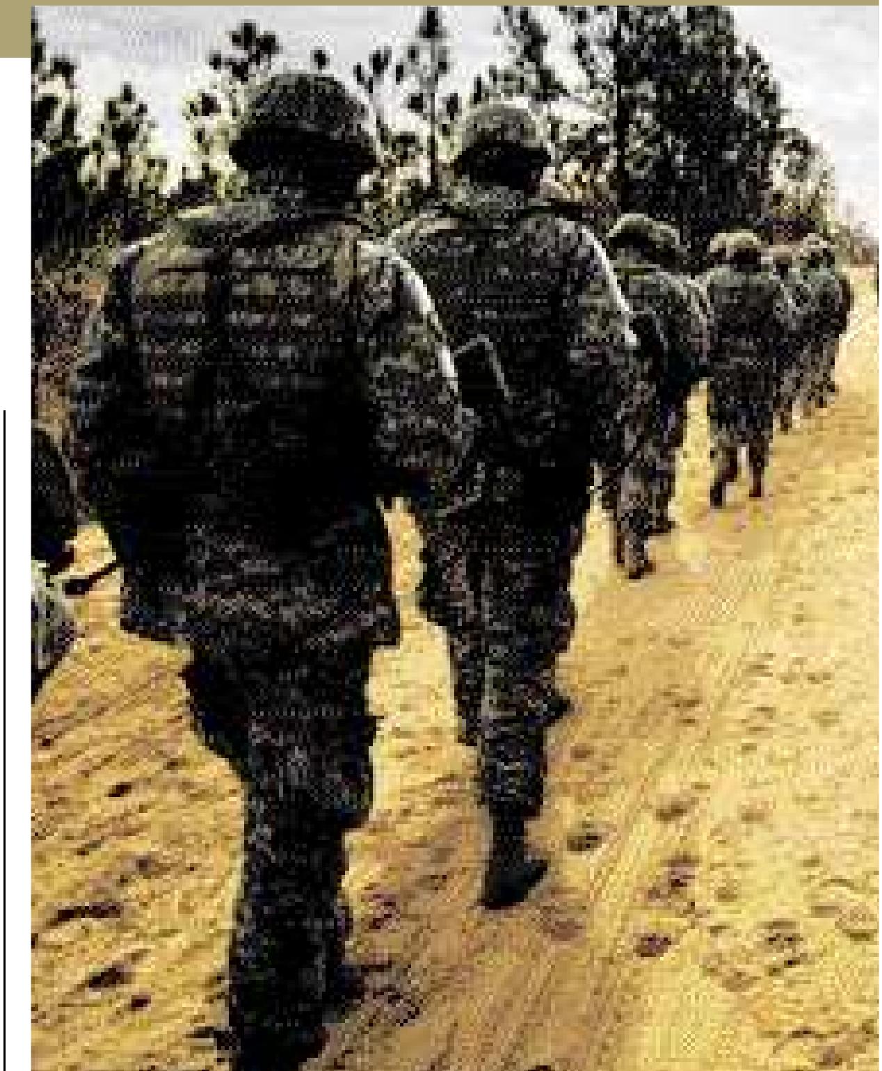 (PDF) Back to Basics: The Army must reinforce standards of discipline