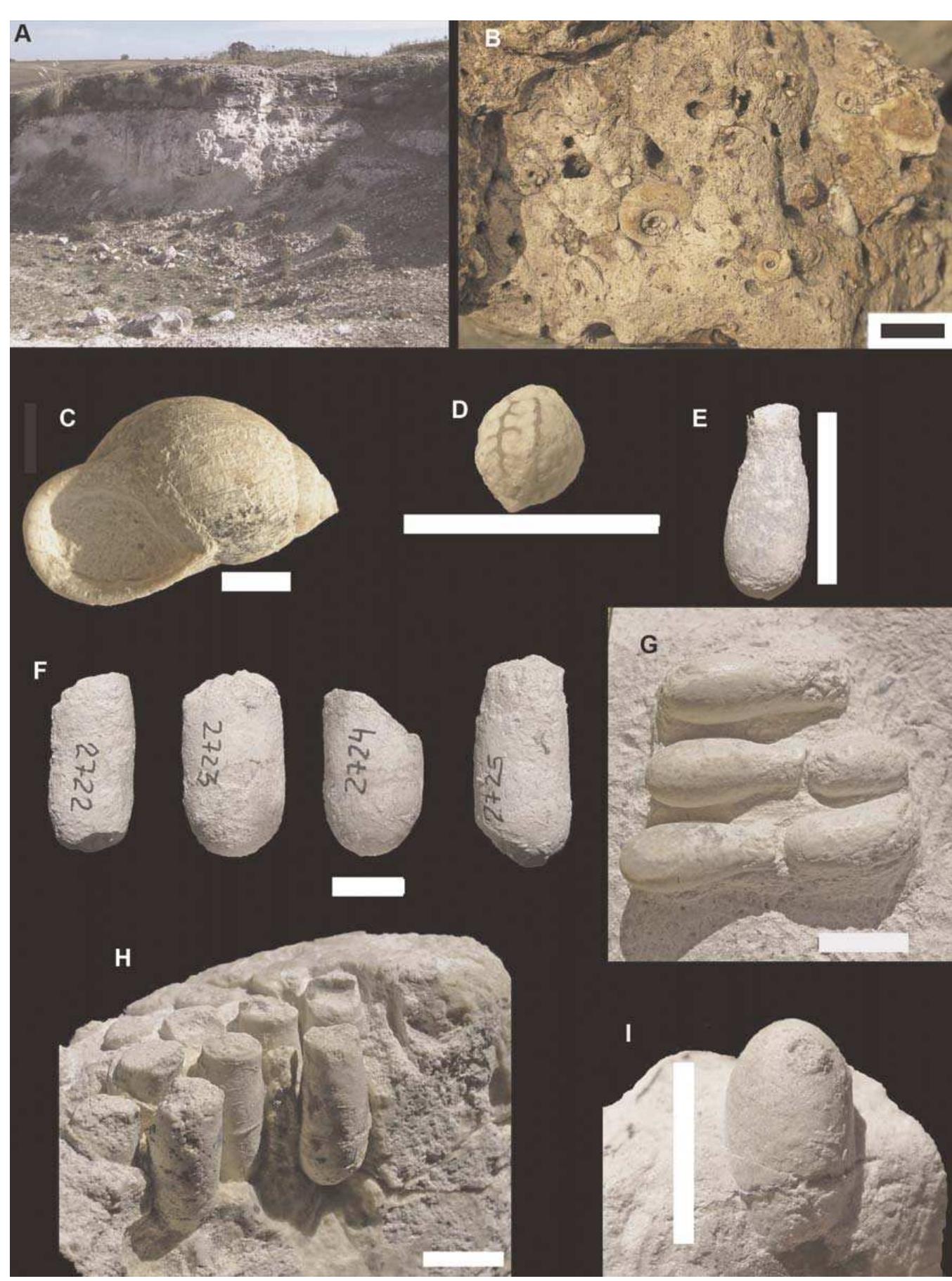 Figure 2 - Invertebrate and vertebrate trace fossils from a