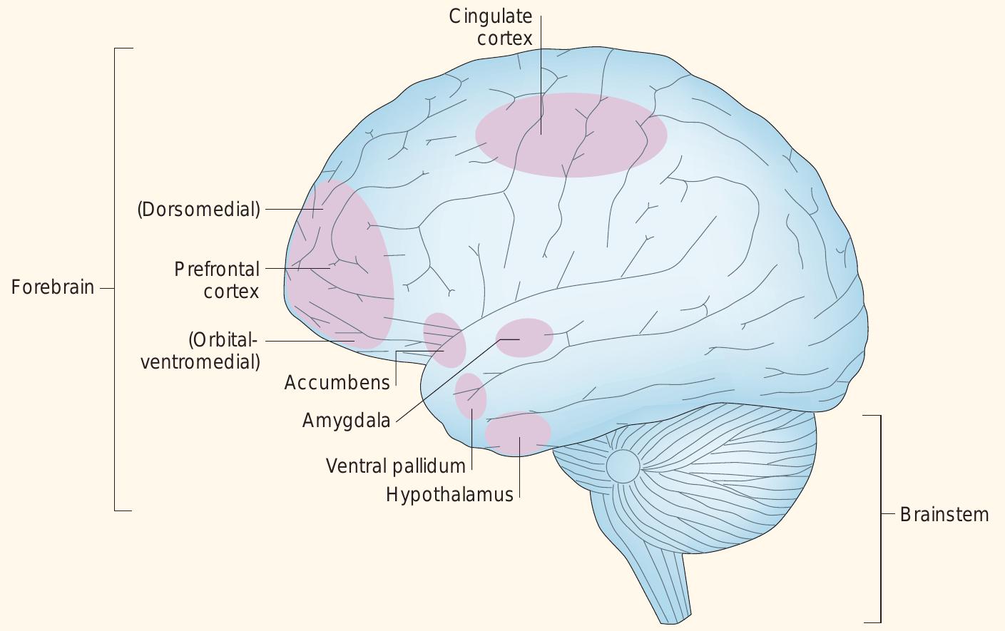 | key structures within a generalized emotional brain. the
