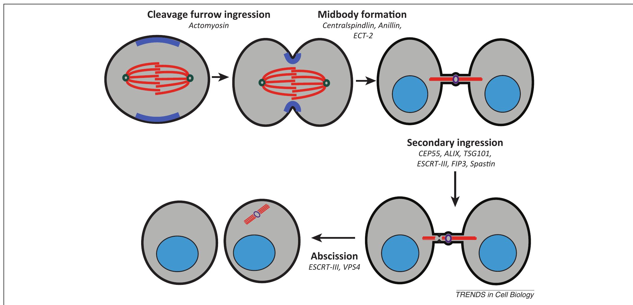 Schematic diagram of animal cell cytokinesis. early events