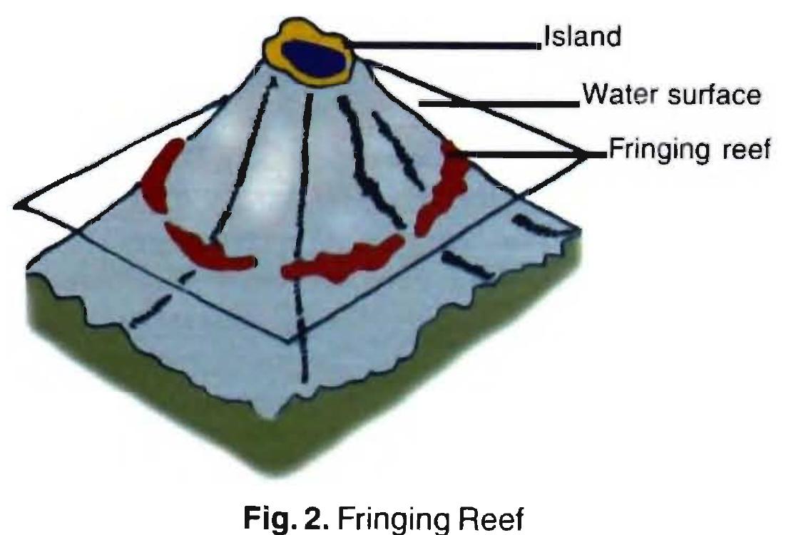 Surface. in fringing reefs the most active coral growth