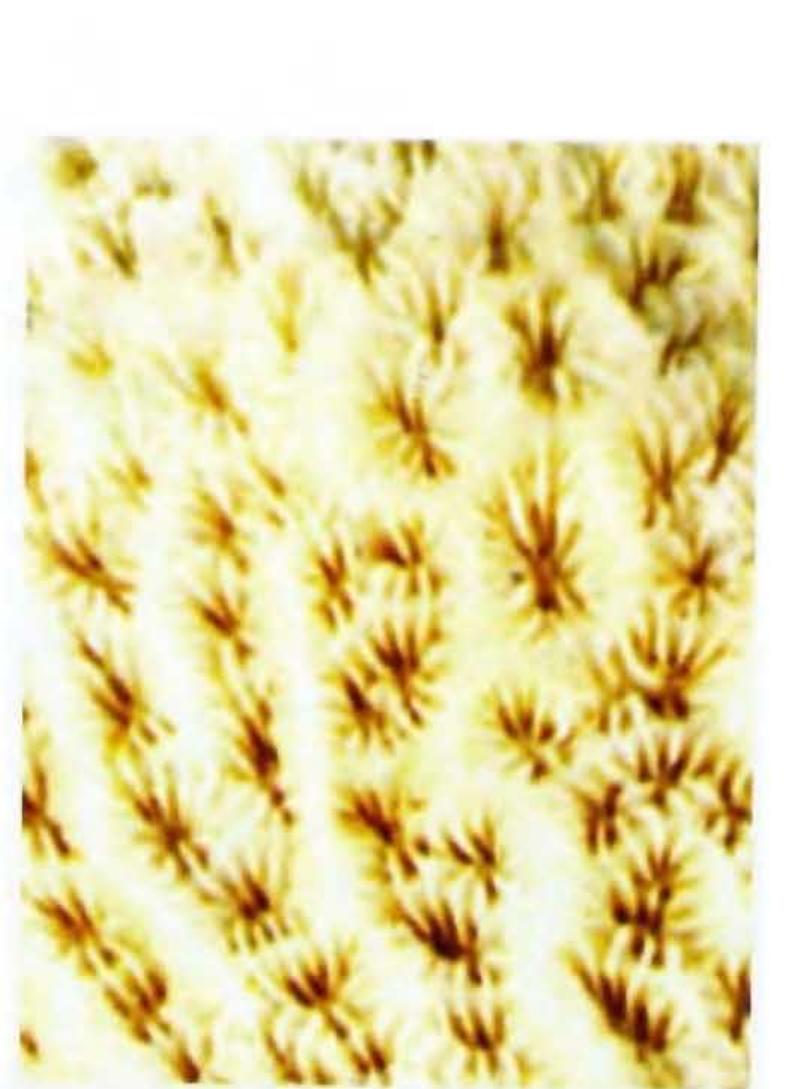 Characters : colonies are submassive, laminar or encrusting