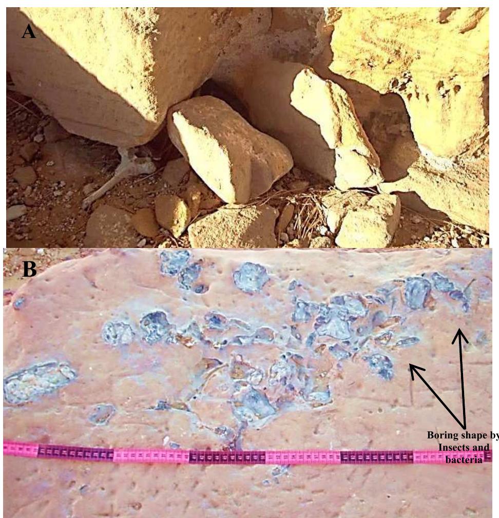 A. b biological deterioration at el-nadora temple showing