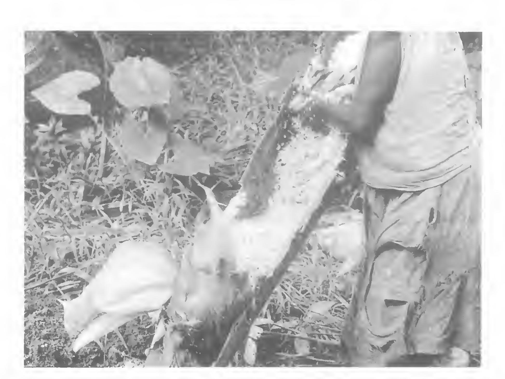 Woman washing sago pith. sepe village, png.
