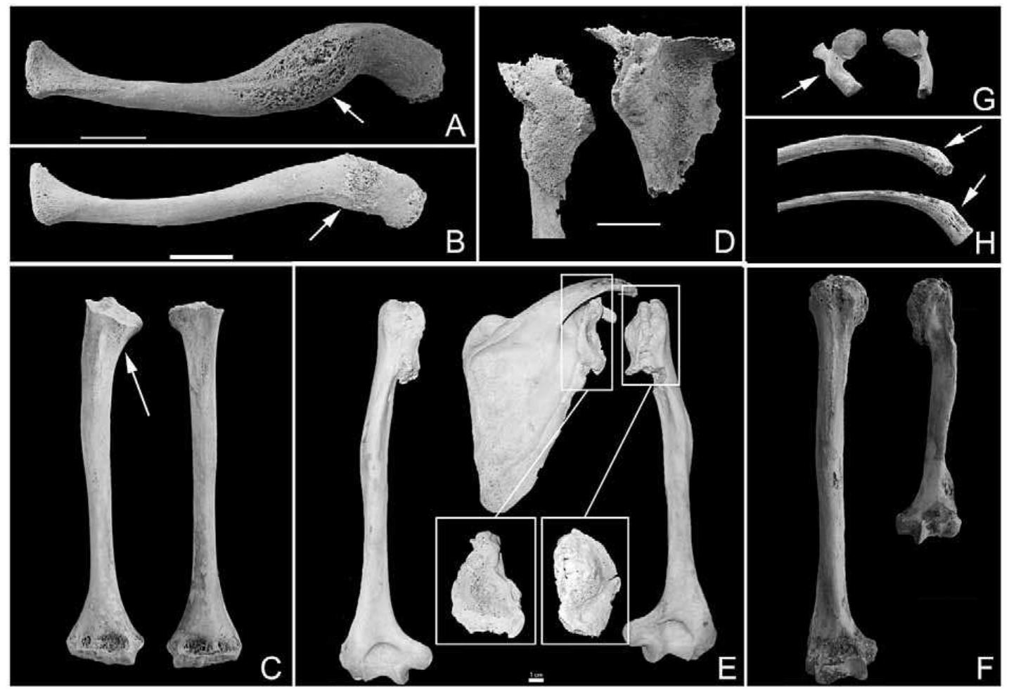 (PDF) Birth in Ancient Egypt: Timing, Trauma, and Triumph? Evidence ...