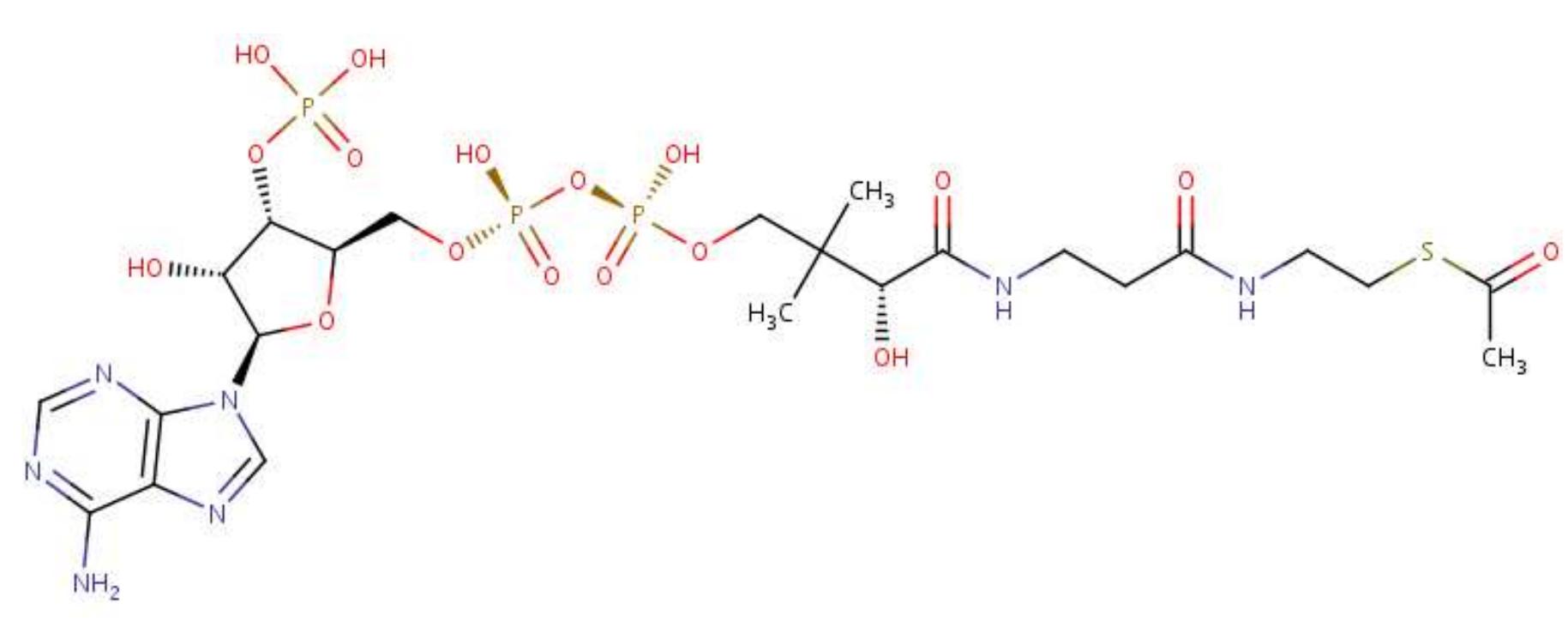 Structure of acetyl-coa; depicting a functional thioester