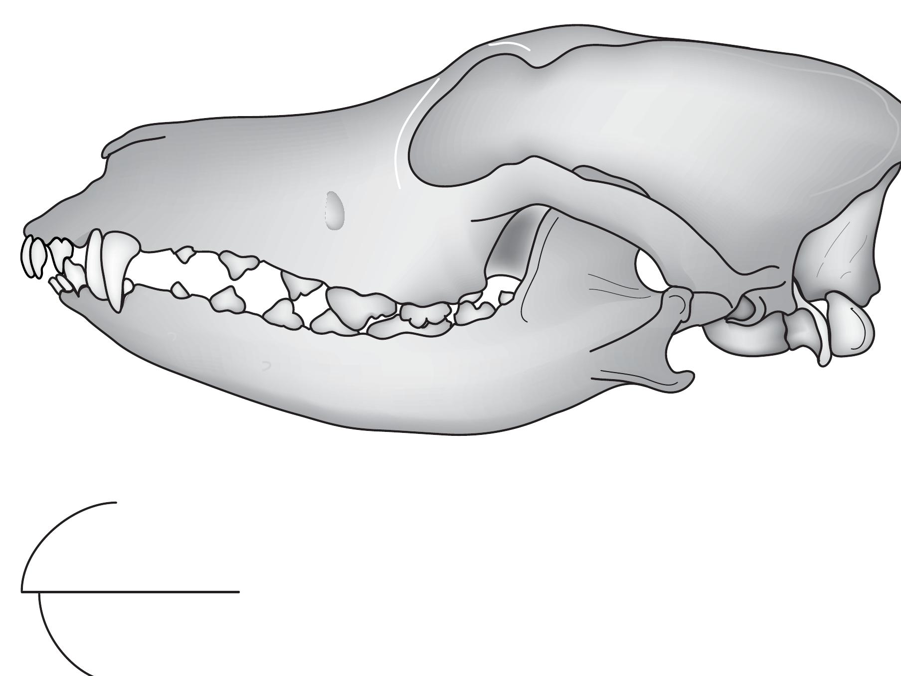 9 mandibular brachygnathic bite. the mandible is too short