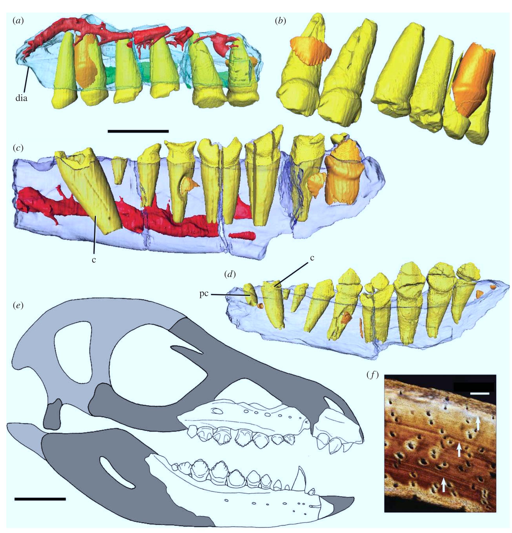 (a)—(d) fruitadens haagarorum, anatomy of the maxillae and