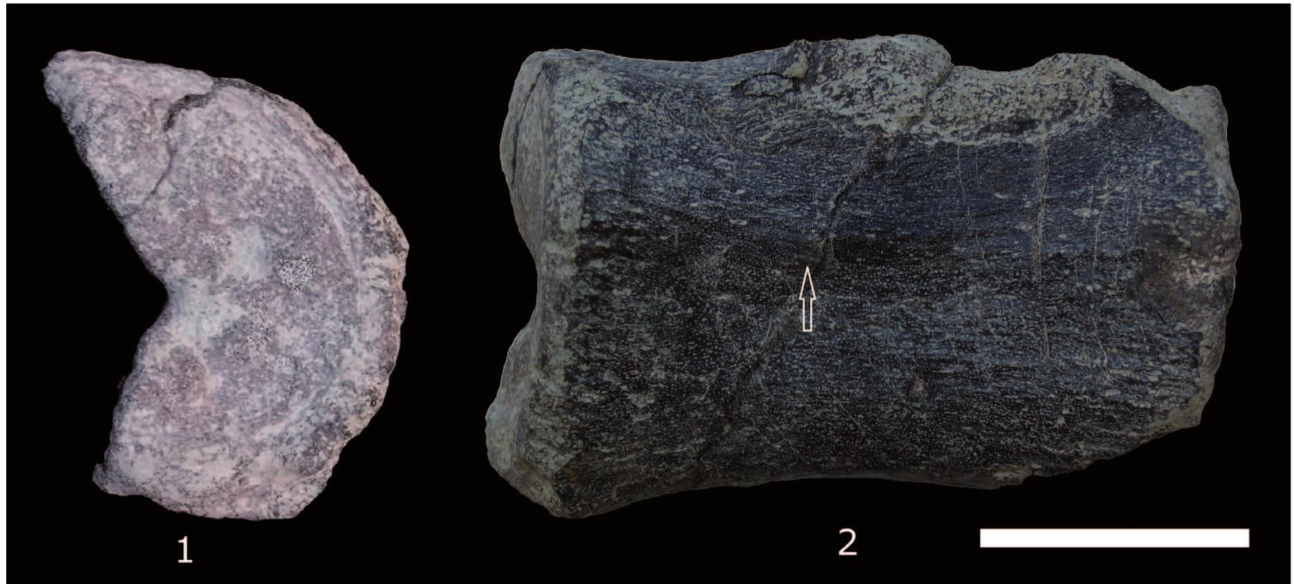 - vertebra of sauropod. (1 — proximal view; 2 — left lateral