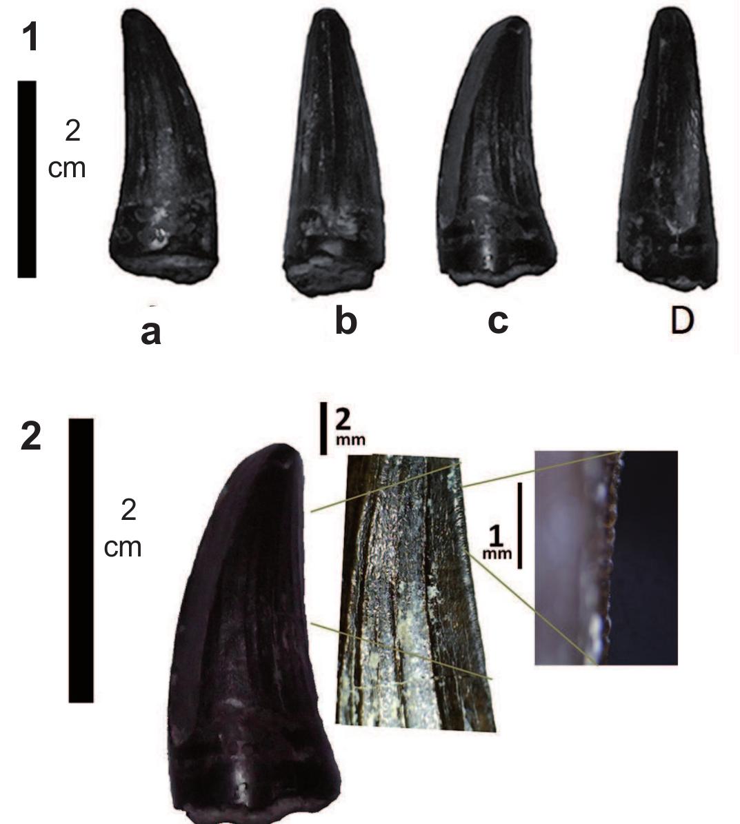 - tooth of baryonyx sp., cpgp.1.06.2. in 1: a) labial