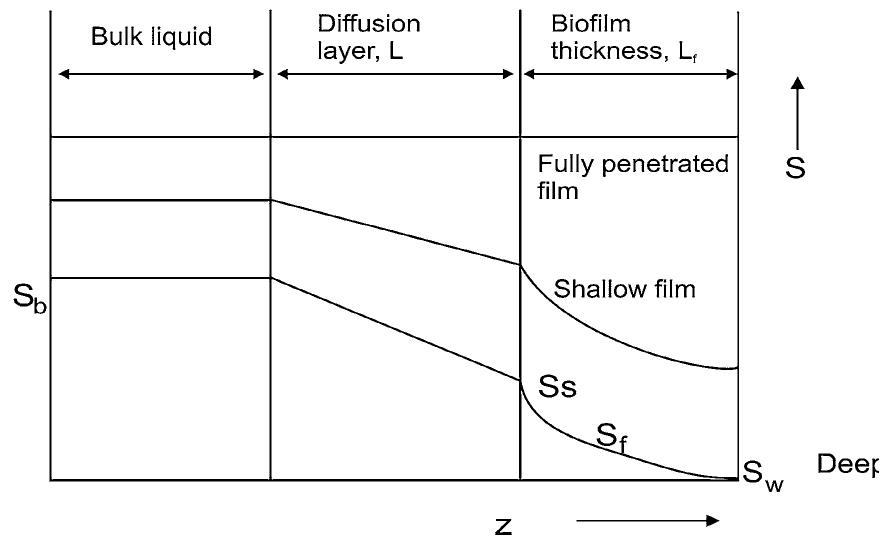 Substrate penetration profile in a biofilm structure (kofi