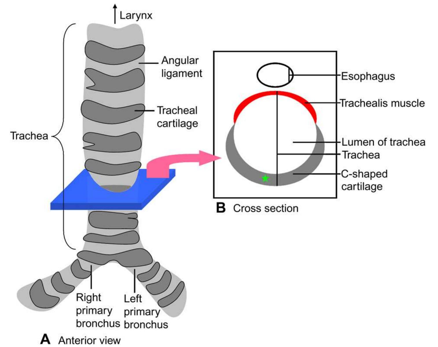Schematic representation of trachea cartilage sample
