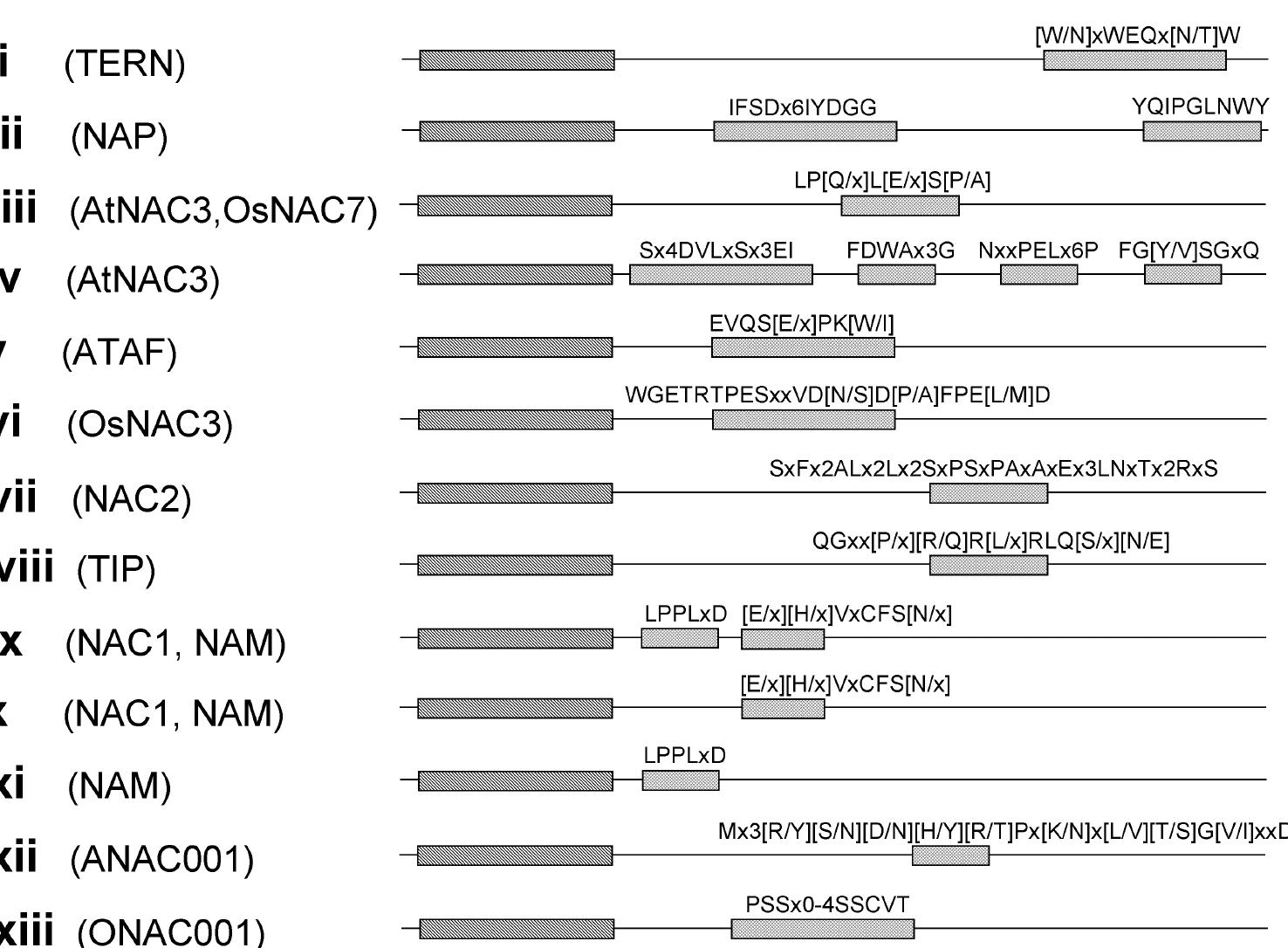 Common motif in tars. diagrammatic representation of nac
