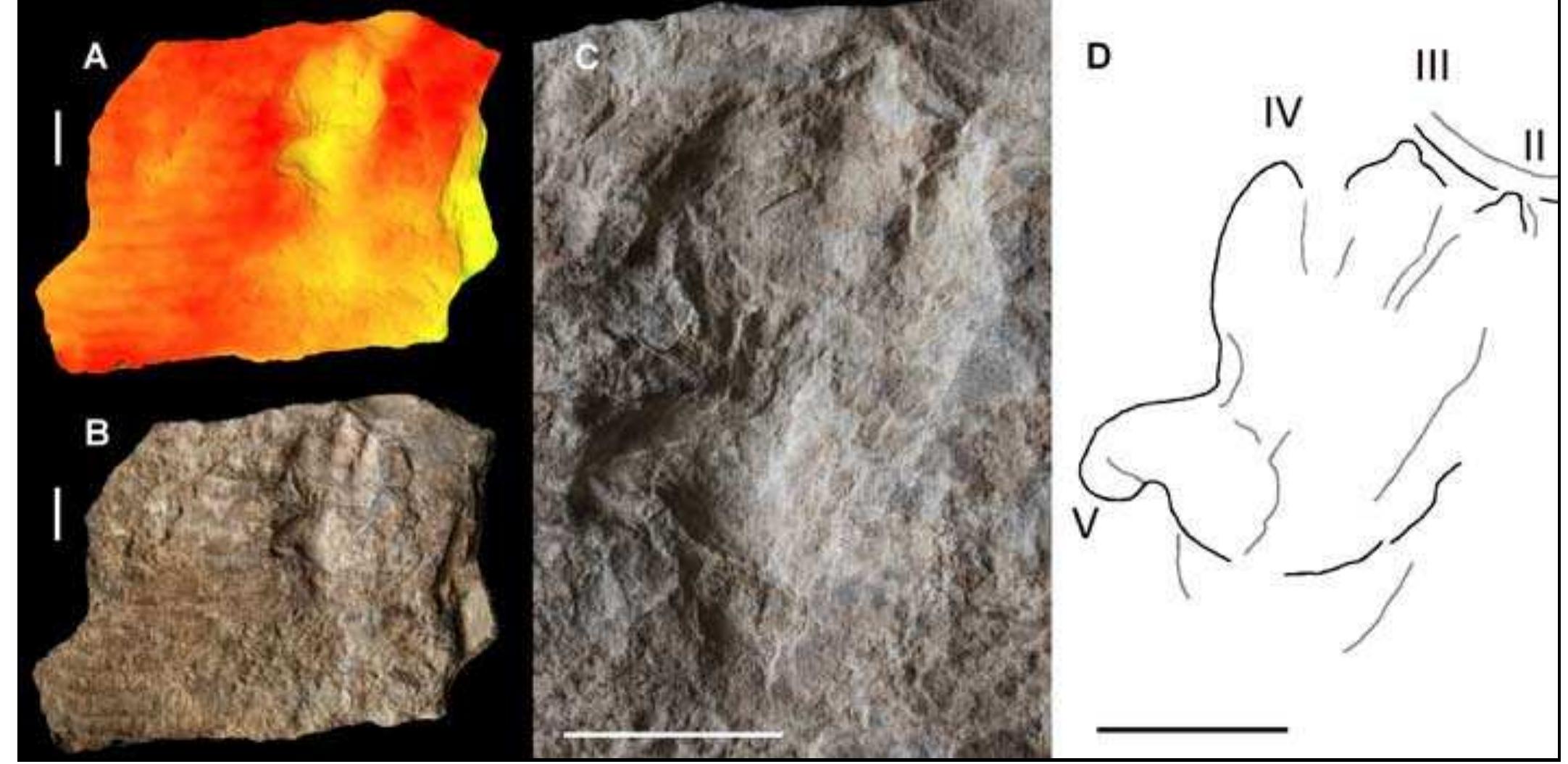 Specimen nbcm2. photogrammetry images. a: colour elevation