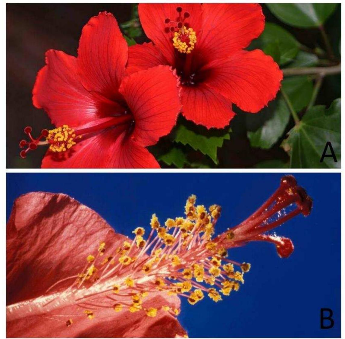 Shows the whole flower (a) and the monadelphous stamen (b)