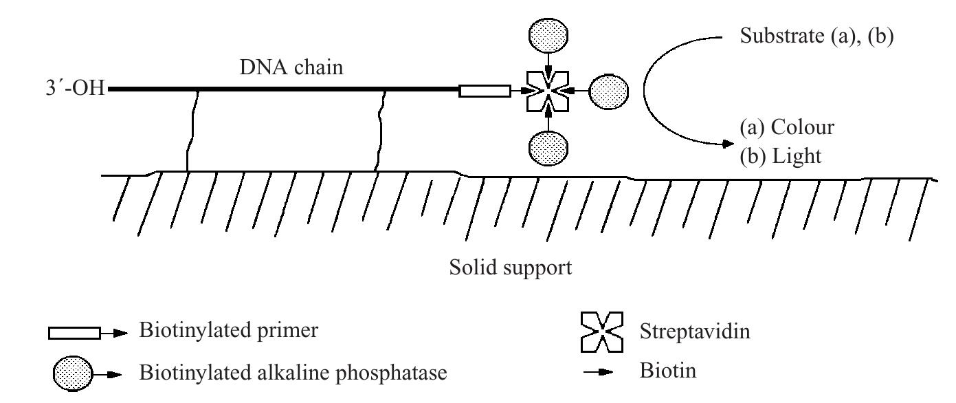 Schematic diagram for the colorimetric (a) or