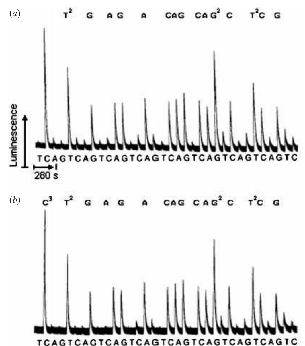 Comparison between ssdna and dsdna as template for