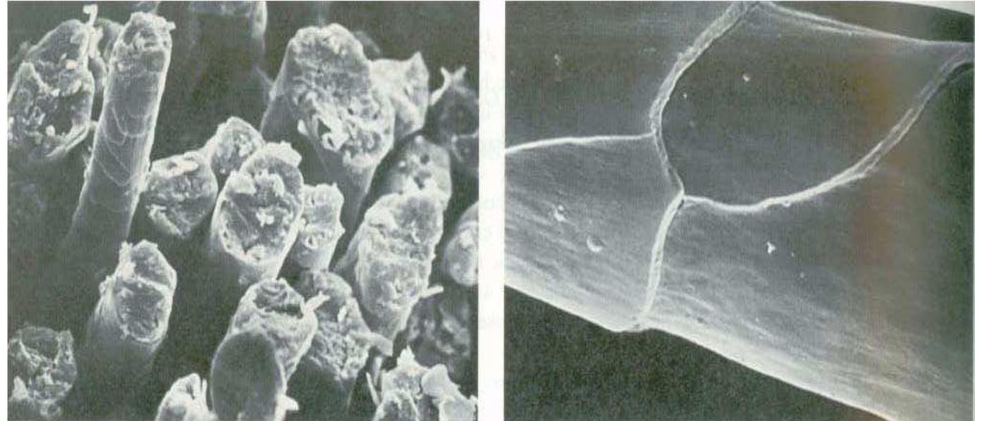 3.2 — sem images of the cross section and rough, scale-like