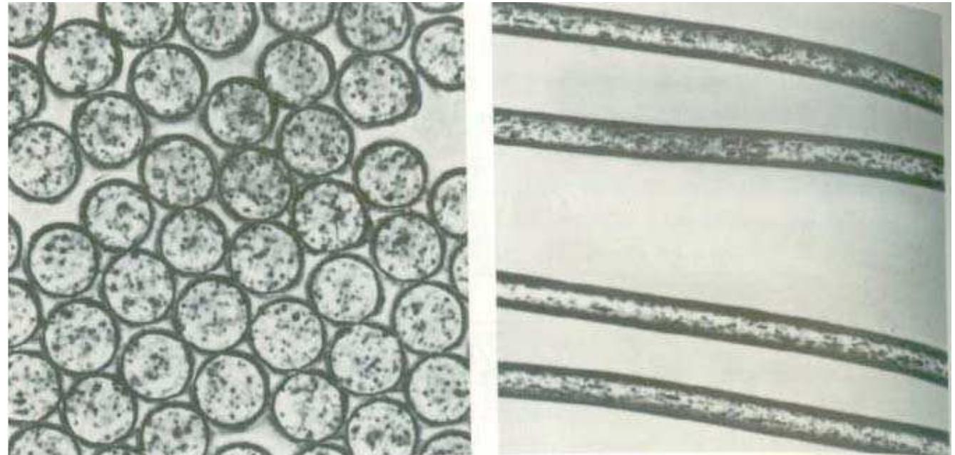 3.5 — fiber length and cross section photomicrographs of