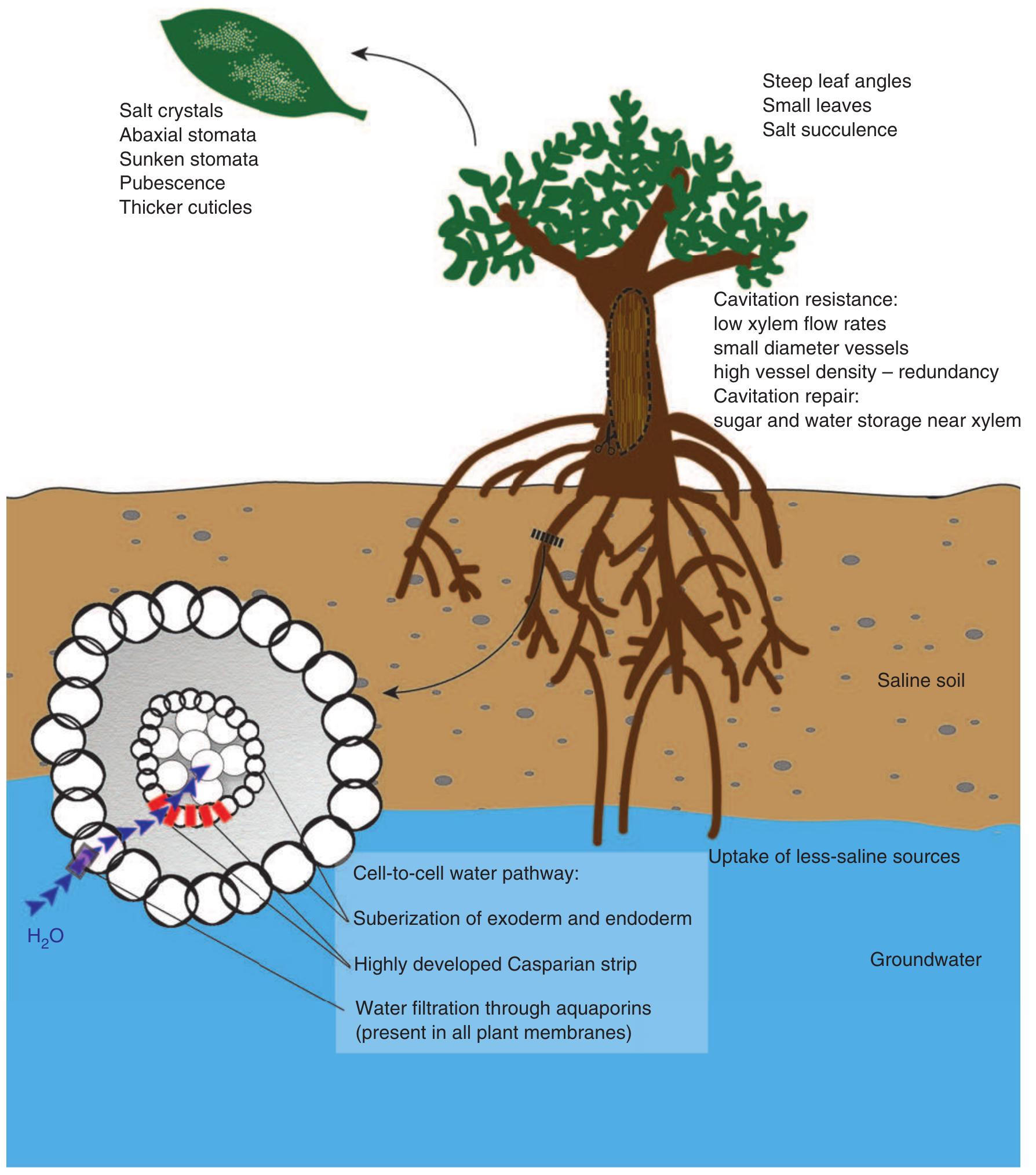 Figure 4 - from Regulation of water balance in mangroves