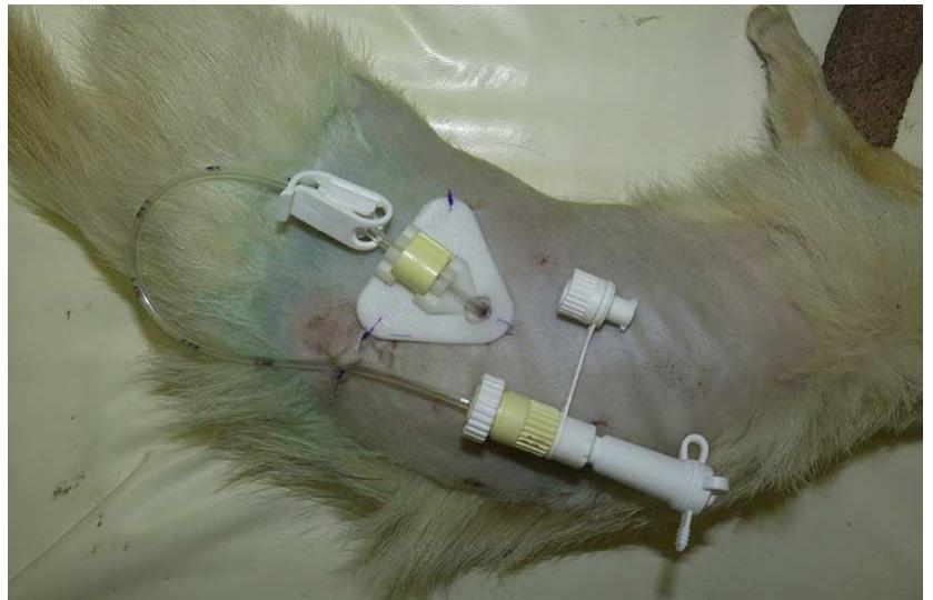 Percutaneous endoscopic gastrostomy tube removal in dogs and