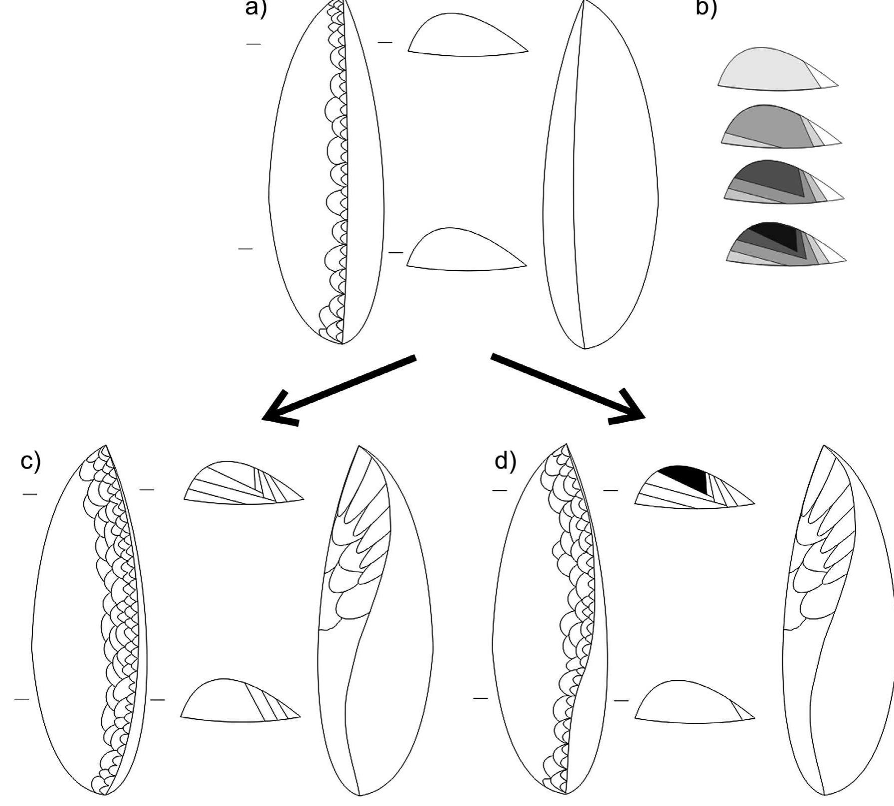 Diagram showing change in edge shape in side-view, and