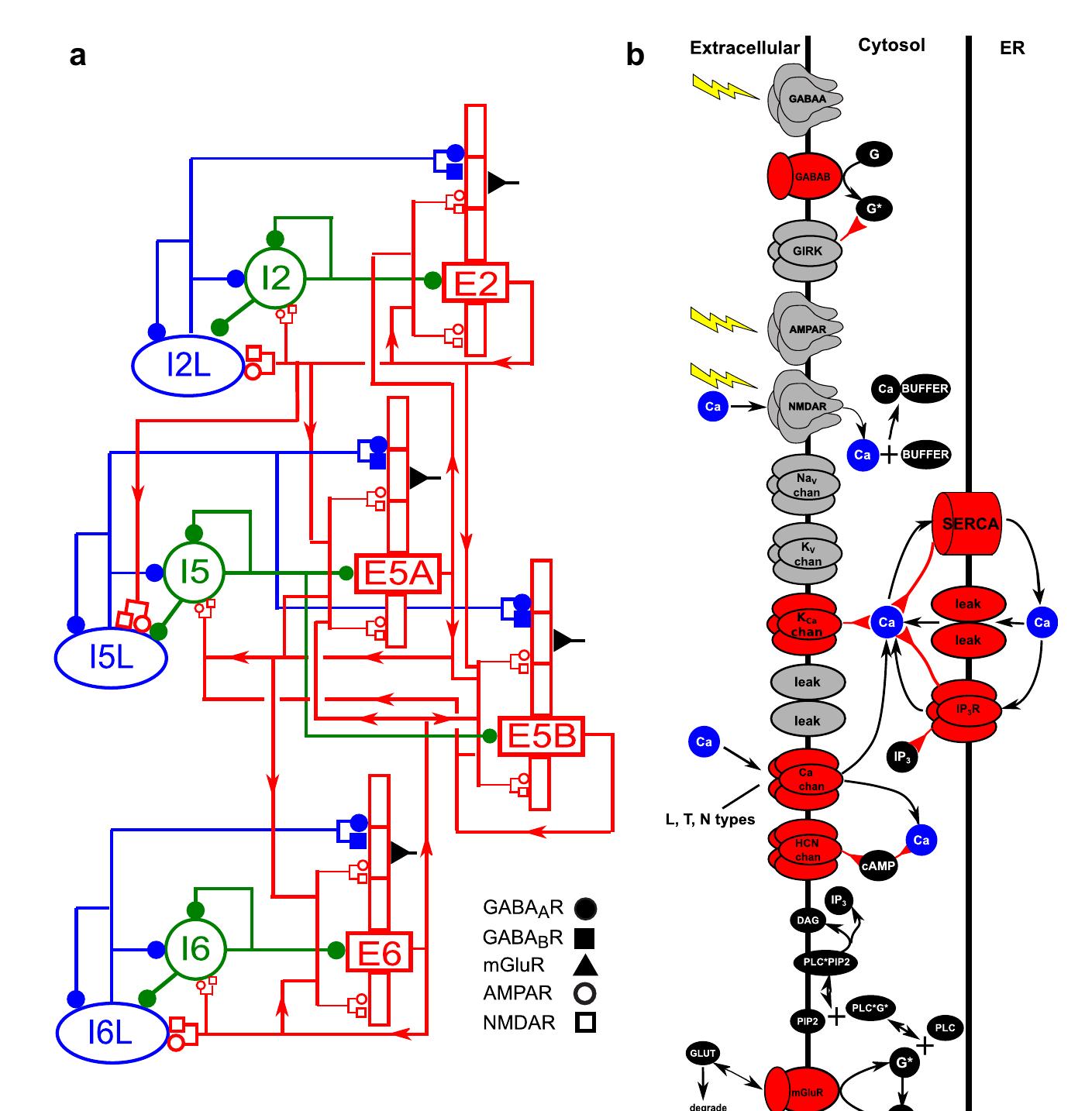 Model schematics. (a) schematic of neocortical network