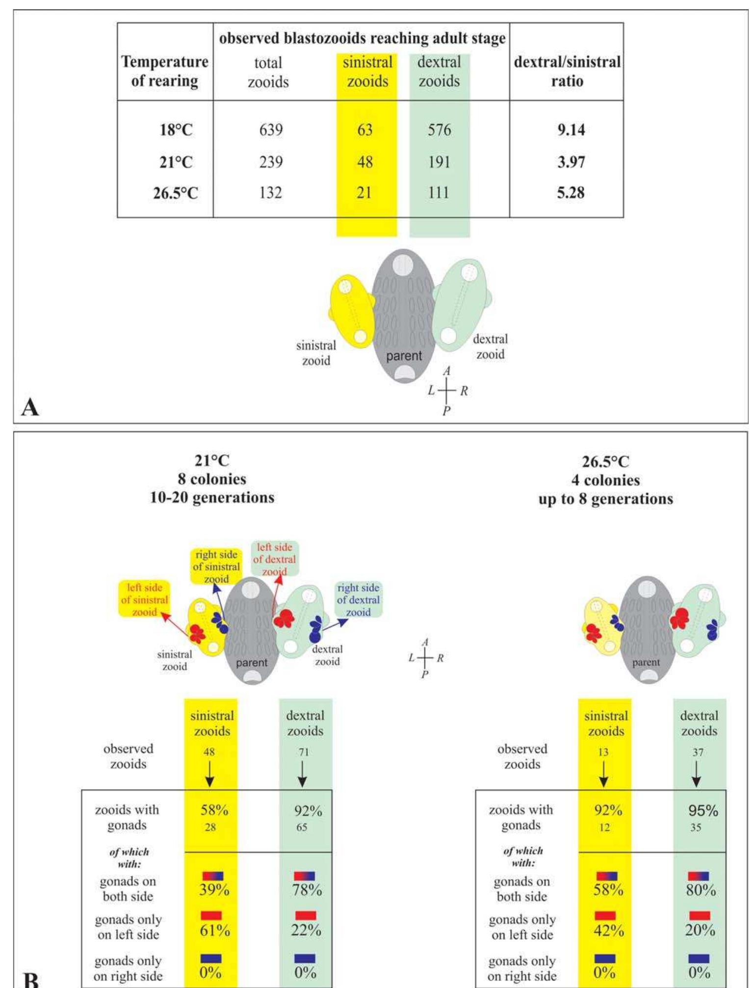 Figure 7 - from Sexual and asexual reproduction in the