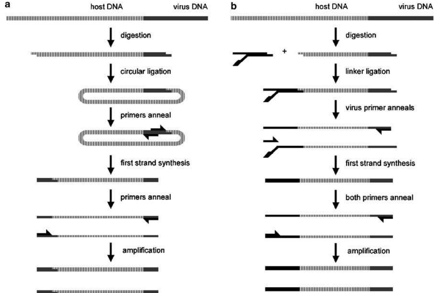 Two pcr based methods of insertion site cloning. (a) inverse