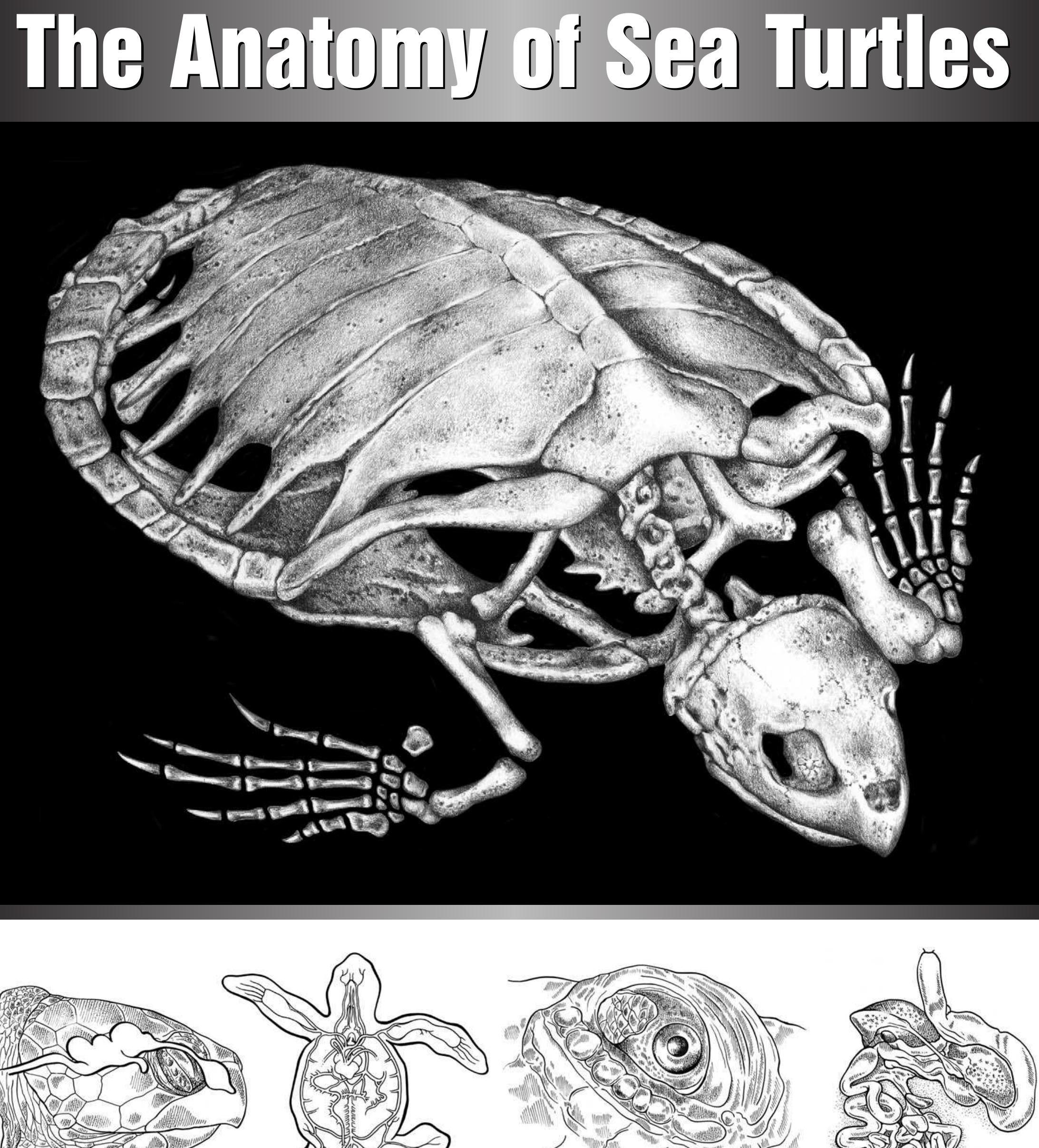 (PDF) Anatomy of Sea Turtles