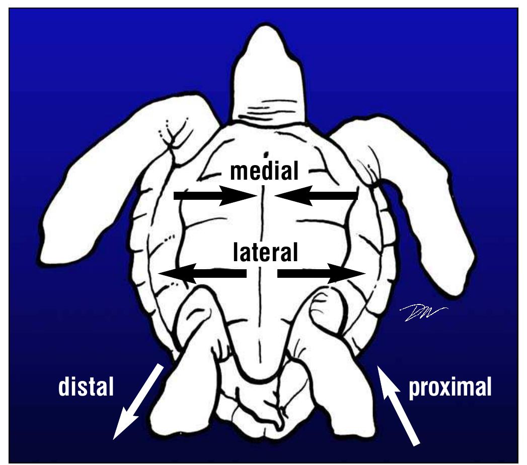 (PDF) Anatomy of Sea Turtles