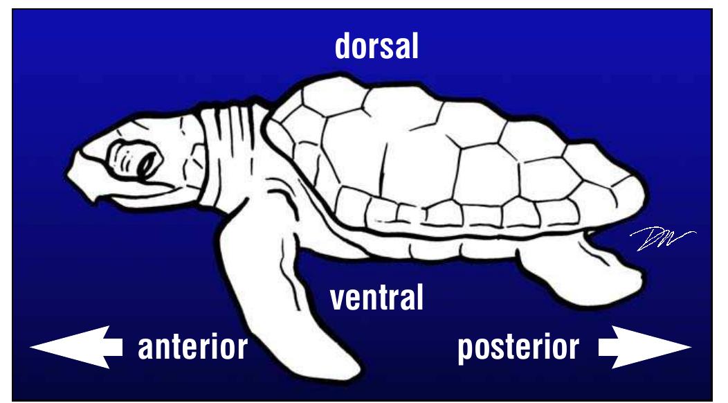 Figure 4 - Anatomy of Sea Turtles