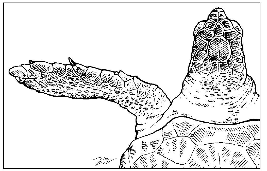 (PDF) Anatomy of Sea Turtles