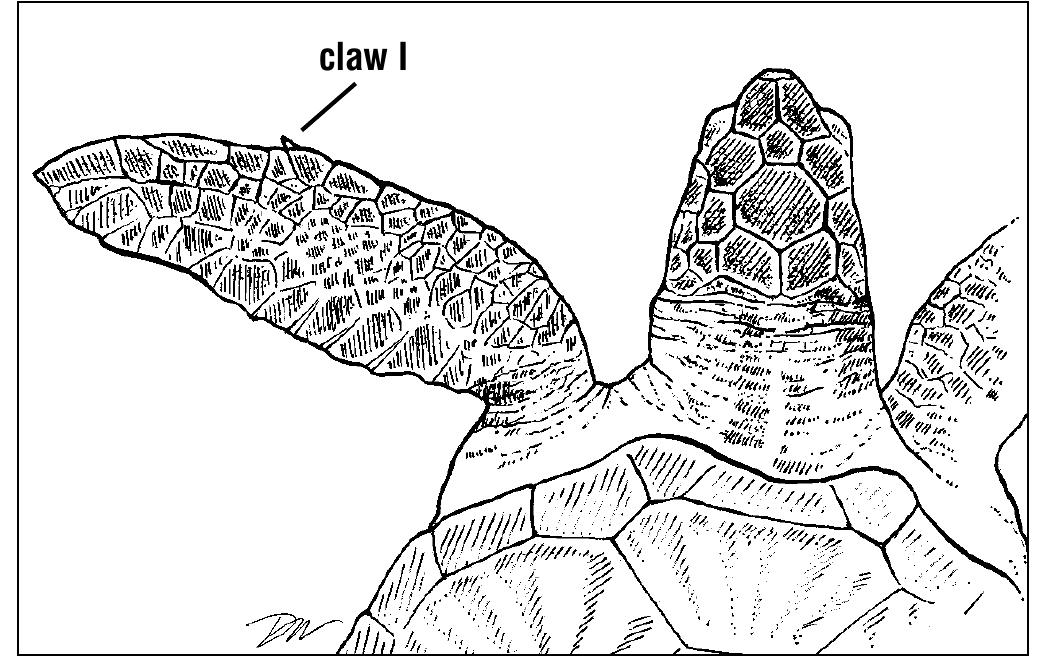 (PDF) Anatomy of Sea Turtles