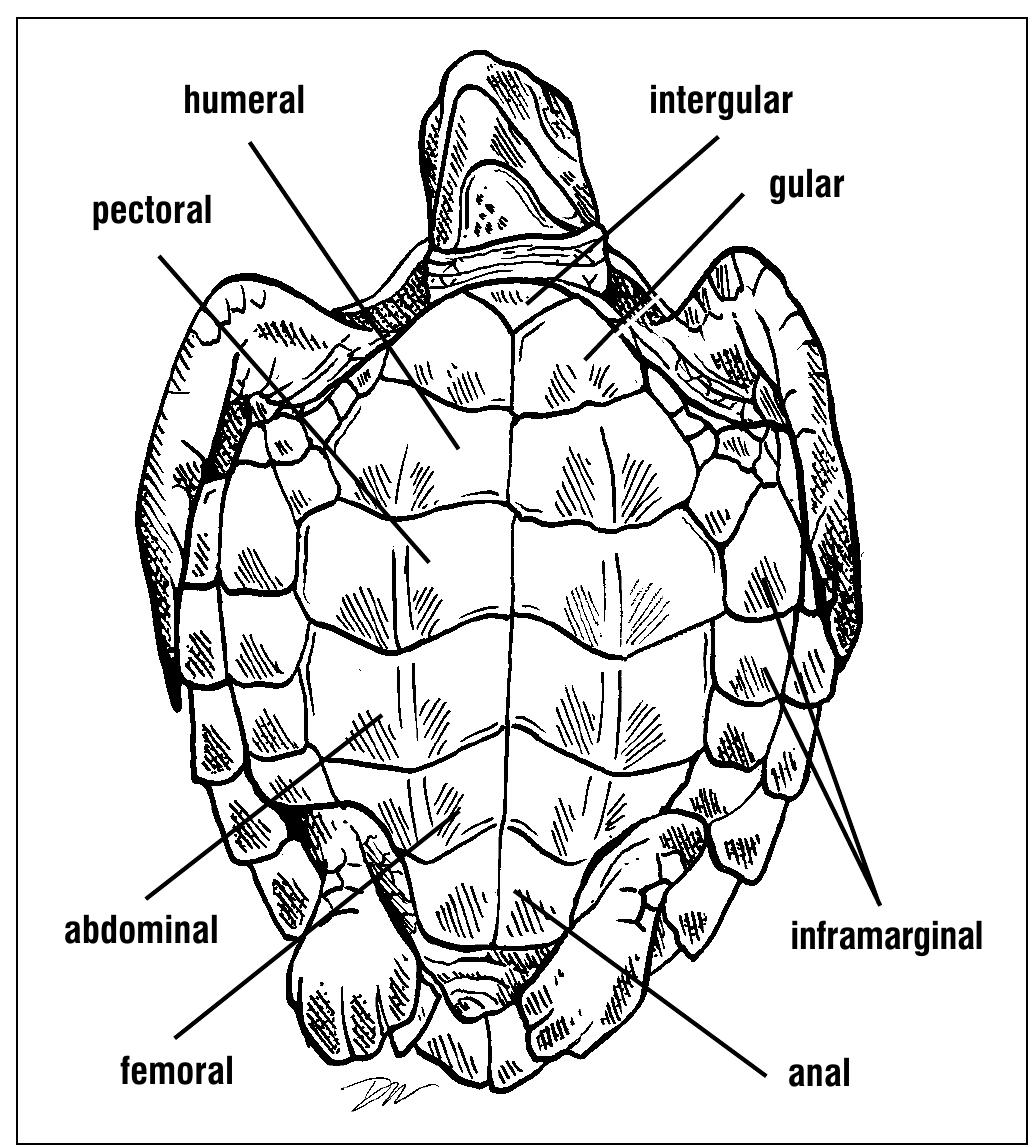 (PDF) Anatomy of Sea Turtles
