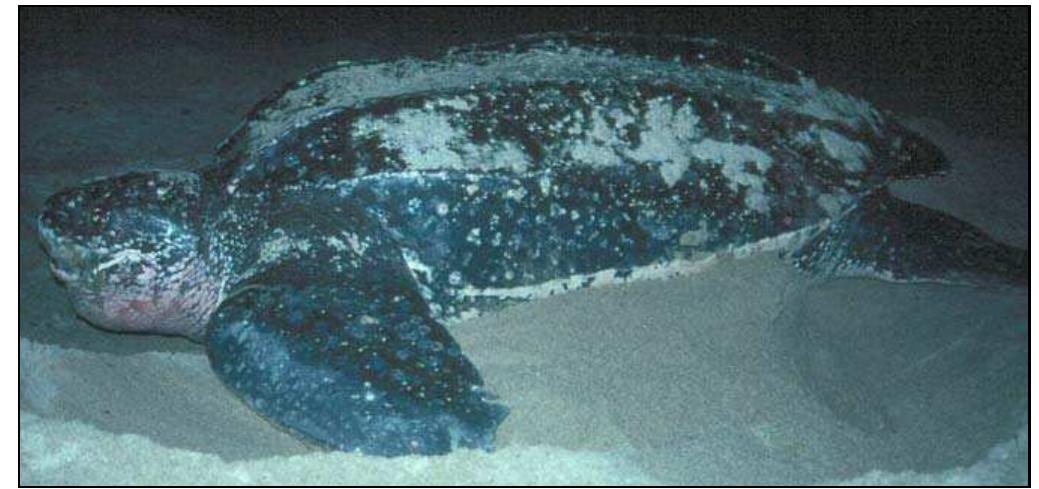 (PDF) Anatomy of Sea Turtles