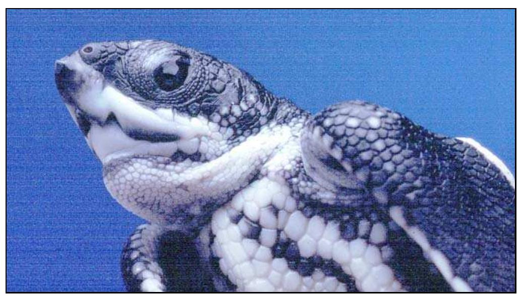 (PDF) Anatomy of Sea Turtles