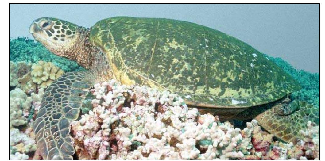 (PDF) Anatomy of Sea Turtles