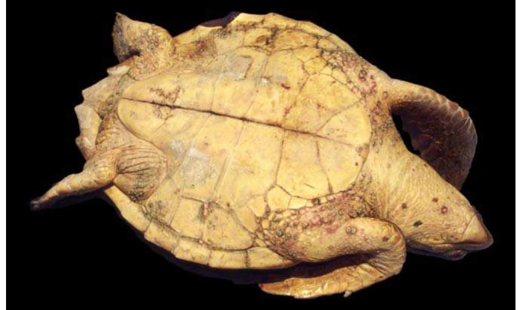 Figure 18 - Anatomy of Sea Turtles