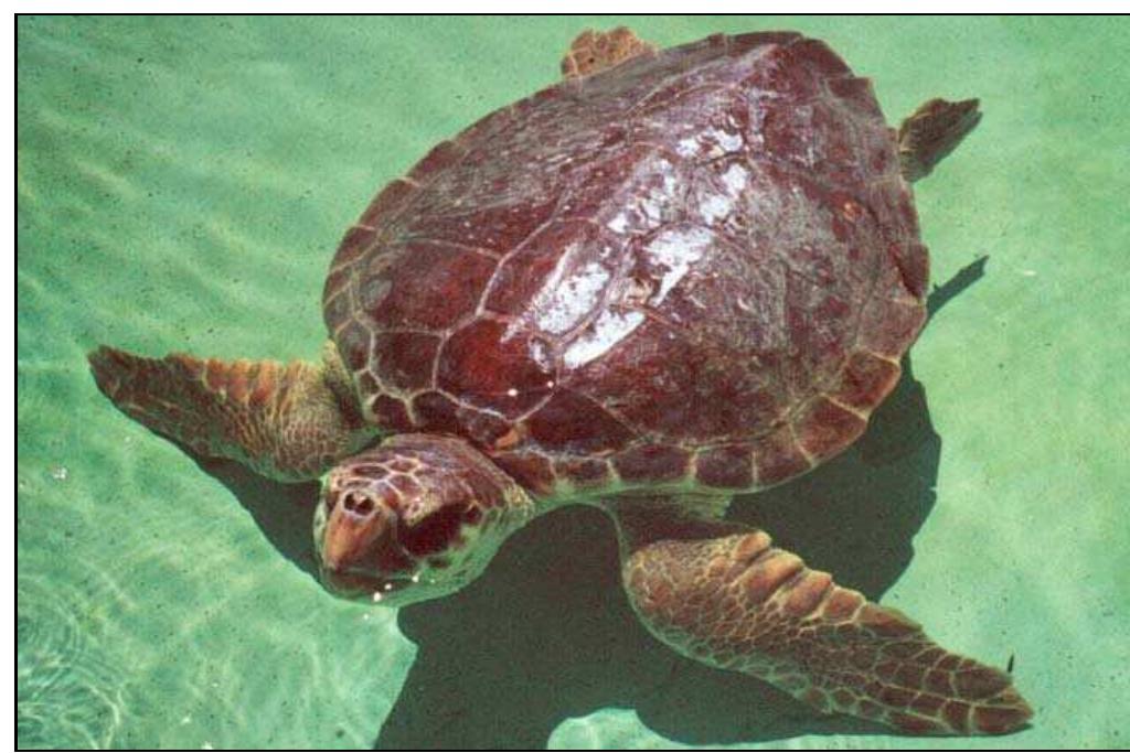 (PDF) Anatomy of Sea Turtles
