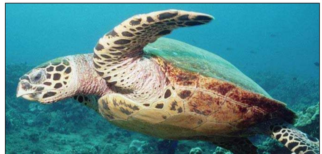 (PDF) Anatomy of Sea Turtles