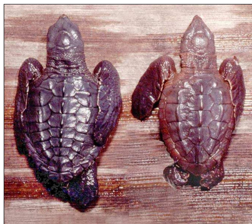 (PDF) Anatomy of Sea Turtles