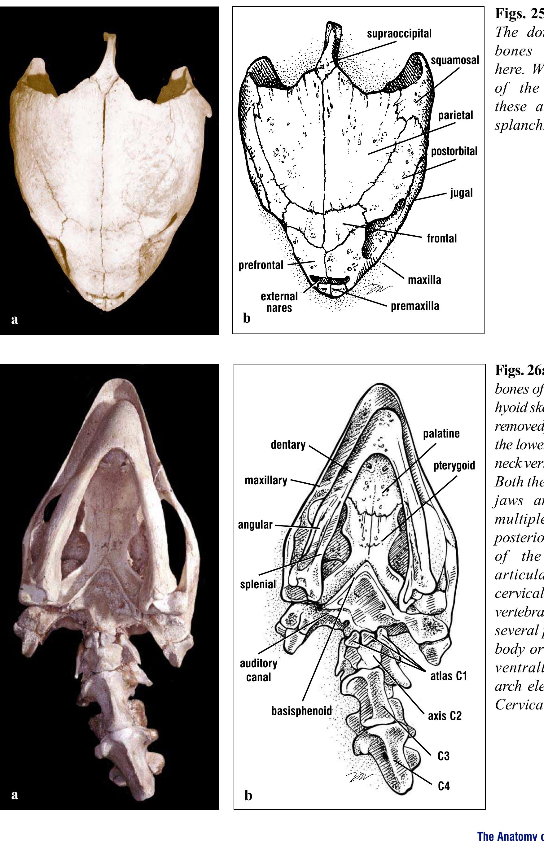 Figure 28 - Anatomy of Sea Turtles