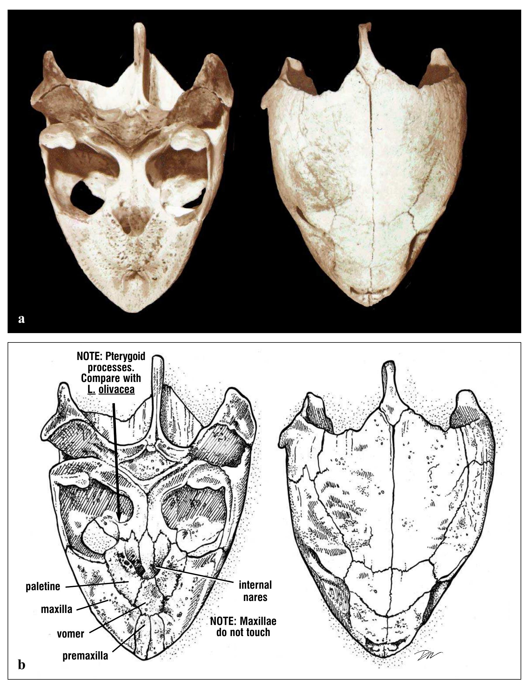 (PDF) Anatomy of Sea Turtles