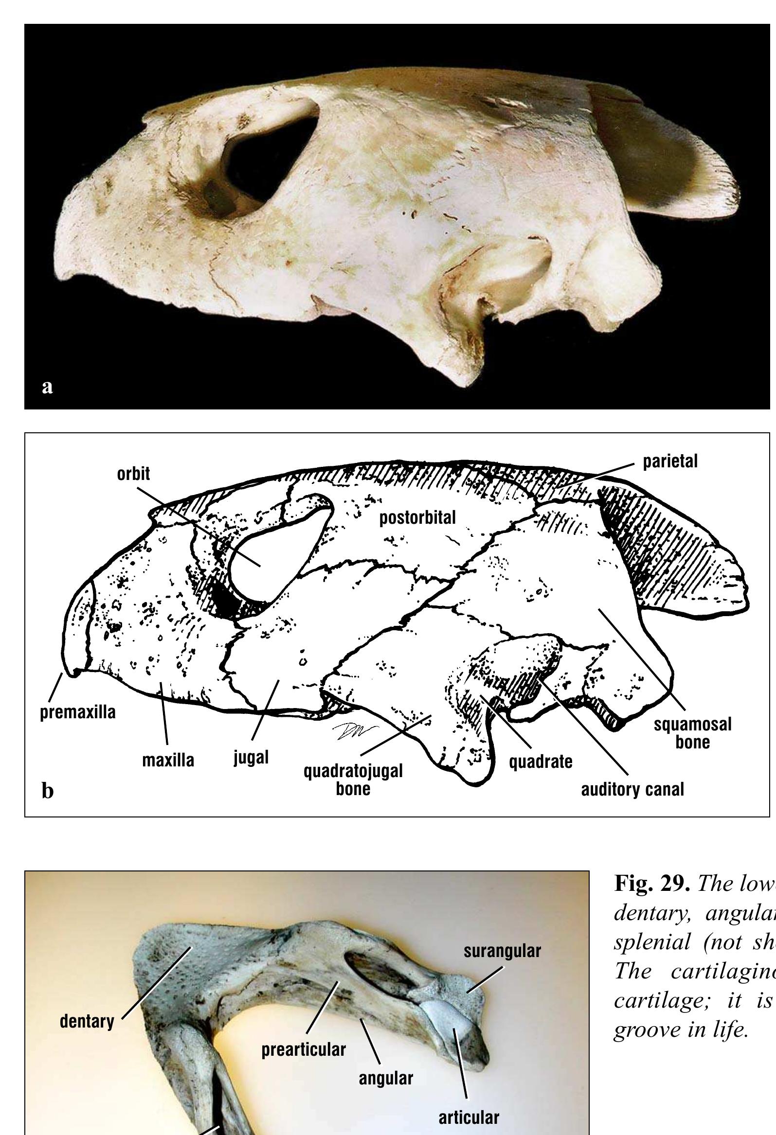 Figure 30 - Anatomy of Sea Turtles