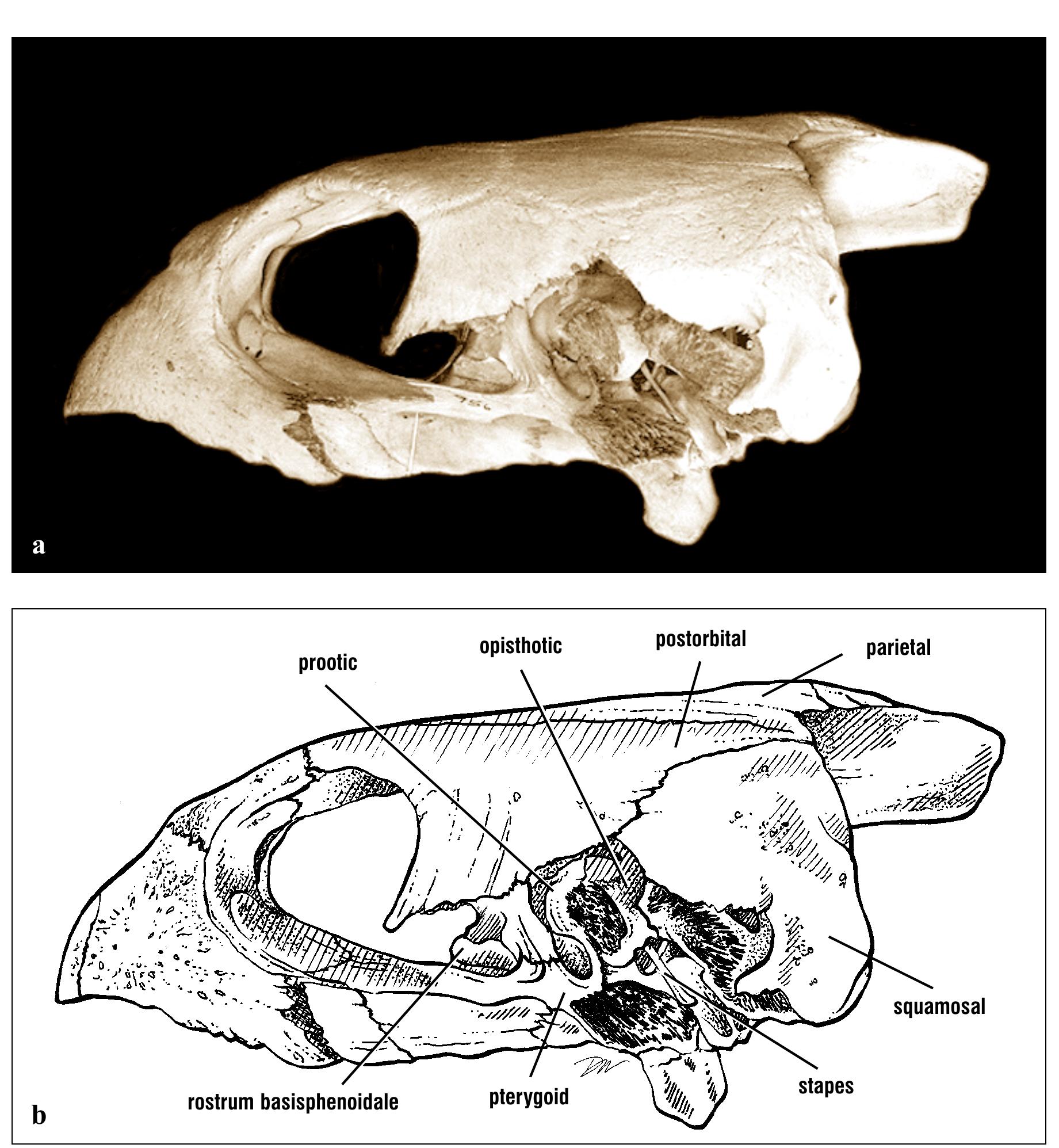 (PDF) Anatomy of Sea Turtles