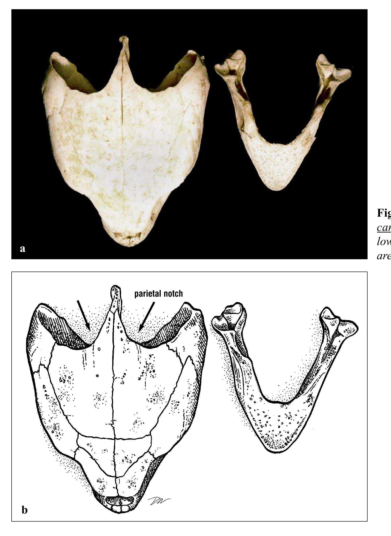 (PDF) Anatomy of Sea Turtles