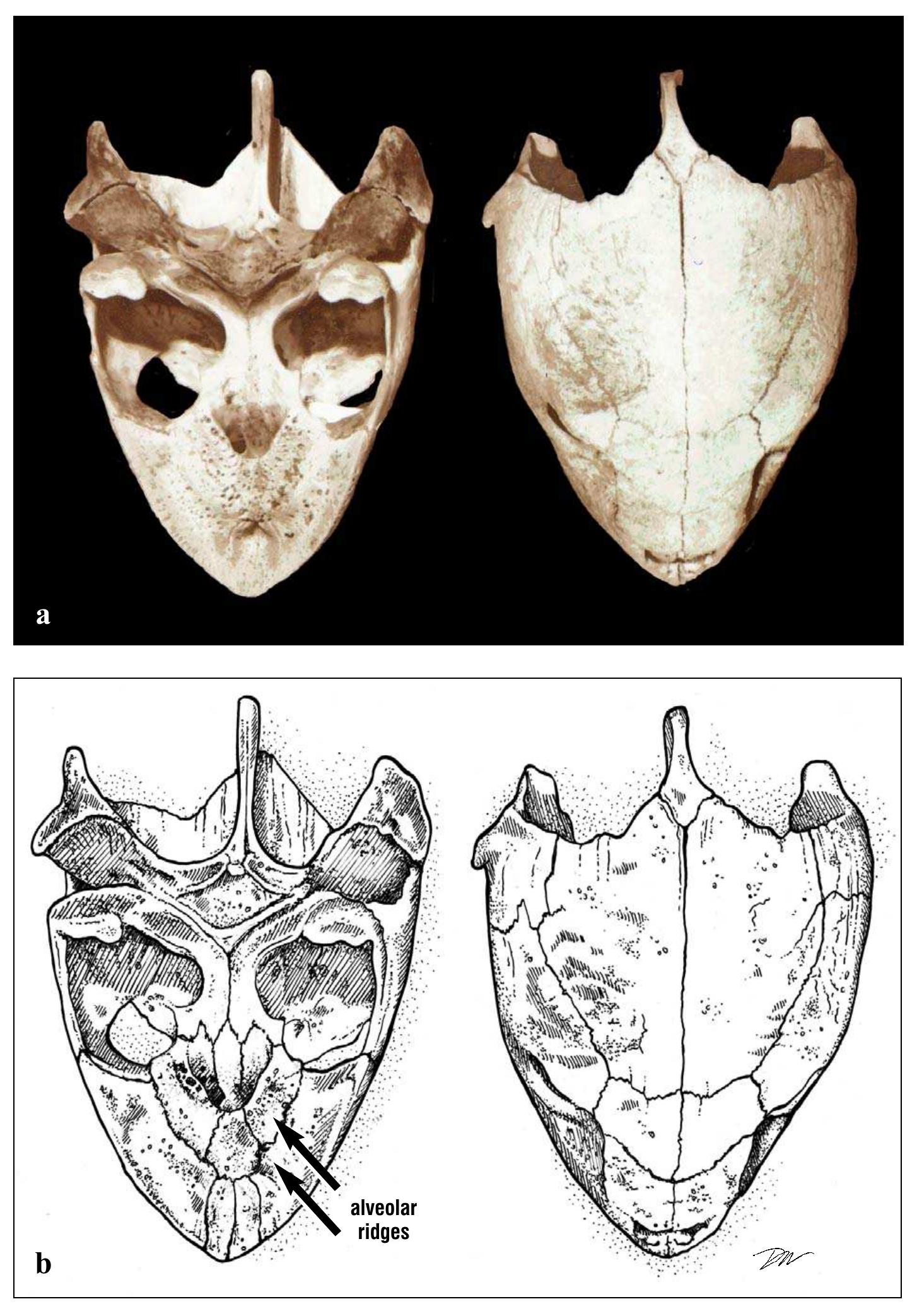 (PDF) Anatomy of Sea Turtles