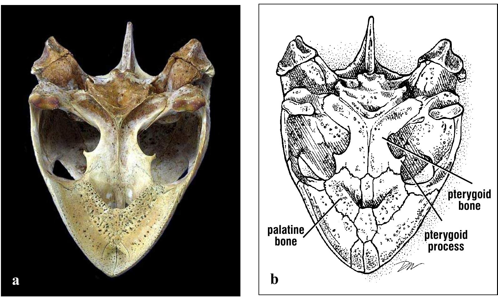 (PDF) Anatomy of Sea Turtles
